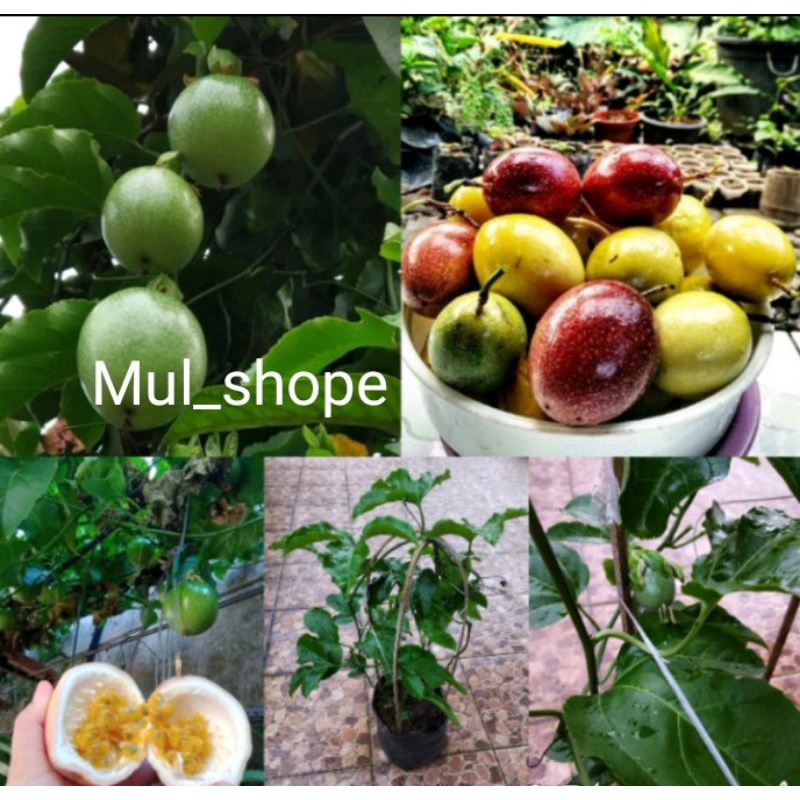 Jual BIBIT MARKISA MADU I MANIS I BUAH I POHON MARKISA MADU I TANAMAN MARKISA (siap berbuah ...