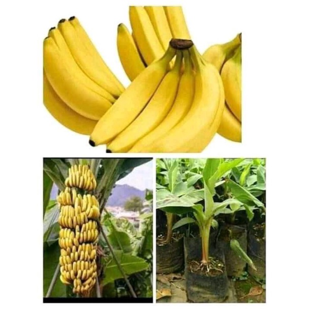 Jual BIBIT PISANG AMBON KUNING | Shopee Indonesia