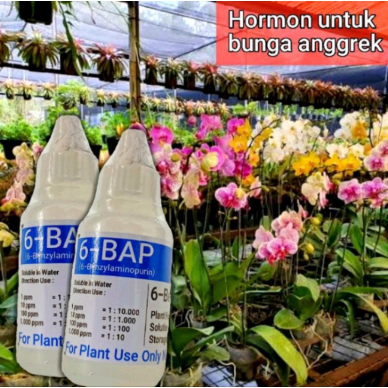 Jual HORMON 6 BAP MERAH HORMON 6 BAP BIRU HORMOH 6 BAP HIJAU 6-BAP ...