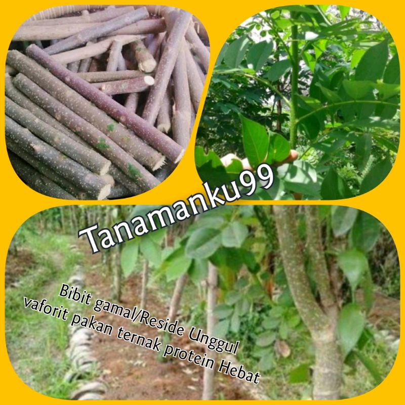 Jual Bibit Gamal/Reside mempercepat pertumbuhan peternakan 1kg | Shopee ...