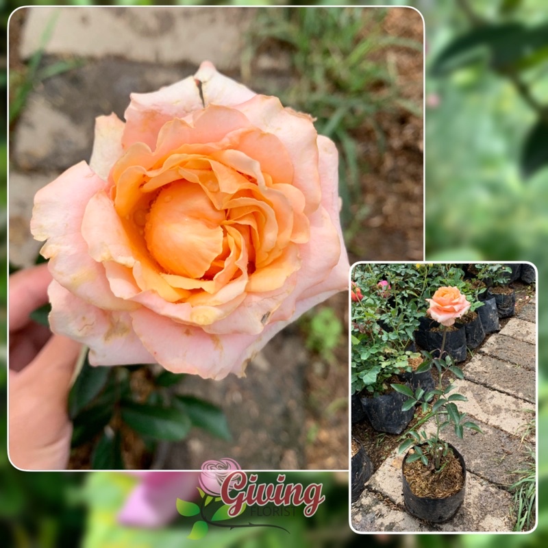 Jual Tanaman Hias Bunga Mawar Holland Lovely Rokoko (Sudah Berbunga ...