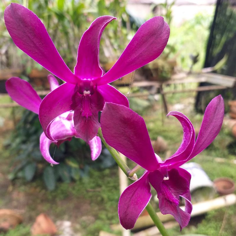Jual Dendrobium Caesar Red, Anggrek Dendrobium Caesar Red | Shopee ...