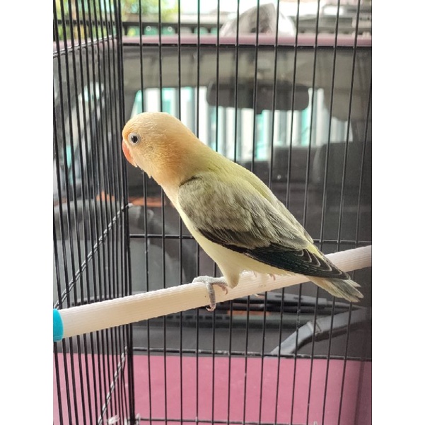 Jual Lovebird Biola PB Ewing | Shopee Indonesia