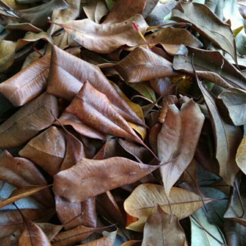 Jual DAUN CENGKEH KERING DAUN CENGKEH HERBAL KAMPUNG OBAT TERADISIONAL ...