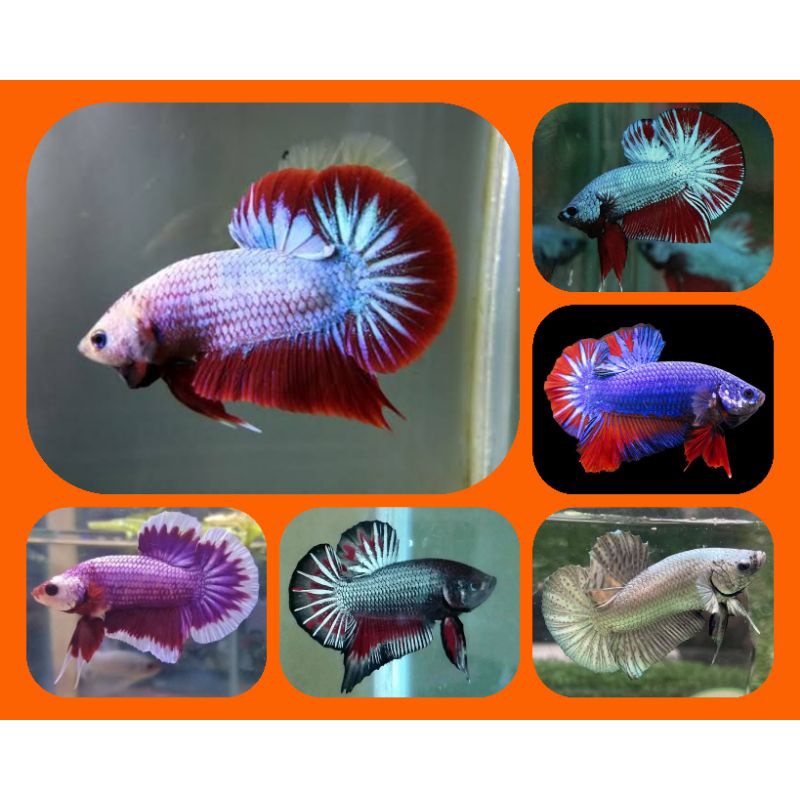 Jual Plakat Aduan Dragon Bagan Big Ear Galak | Shopee Indonesia