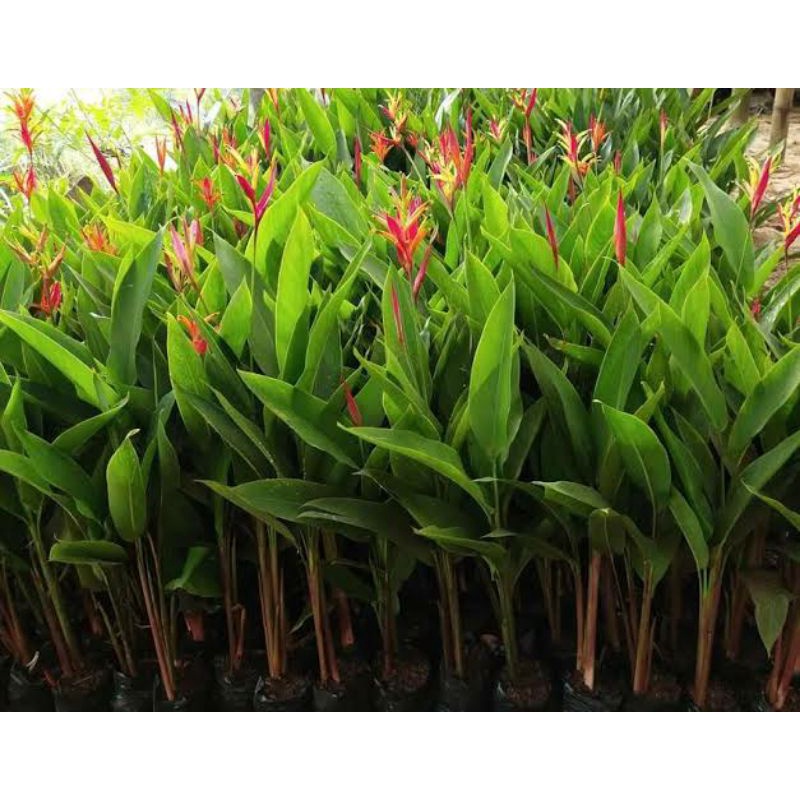 Jual Tanaman Hias Pisang Pisangan/Heleconia bunga merah | Shopee Indonesia