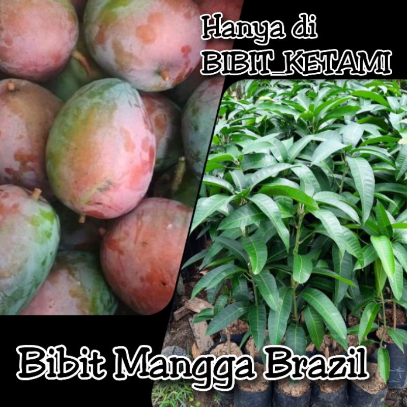 Jual Bibit Mangga Brazil - Kategori Standart (ORIGINAL) | Shopee Indonesia