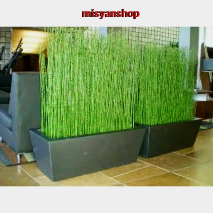 Jual [Bibit] Tanaman Hias Pohon Bambu Air / Lidi Air/Tinggi 30-70Cm ...