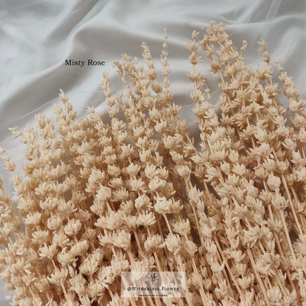 Jual 10 Tangkai Preserved Lavender / Dried Flower Awetan / Bunga Kering ...
