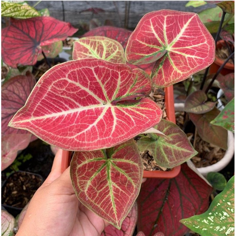 Jual keladi rict of thai - keladi ROT - tanaman hias keladi merah ...