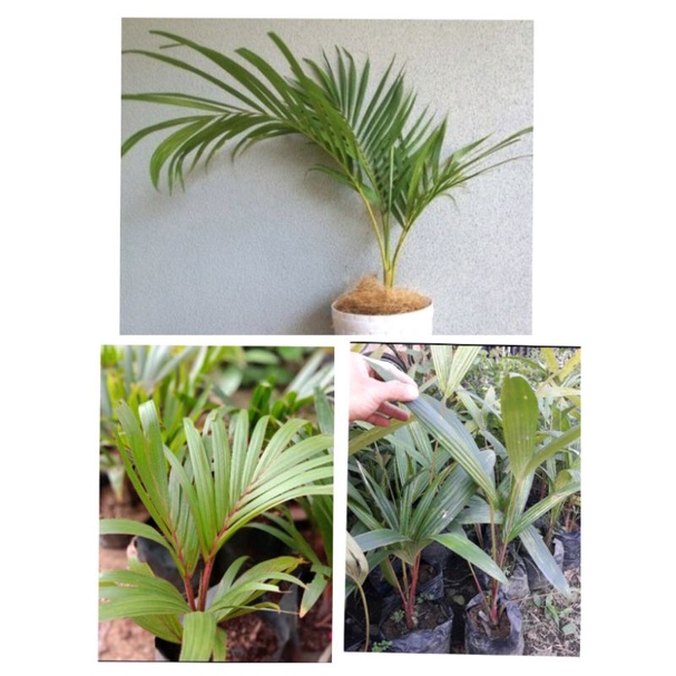 Jual Paket hemat 3 tanaman hias palem / palem merah -palem botol -palem ...
