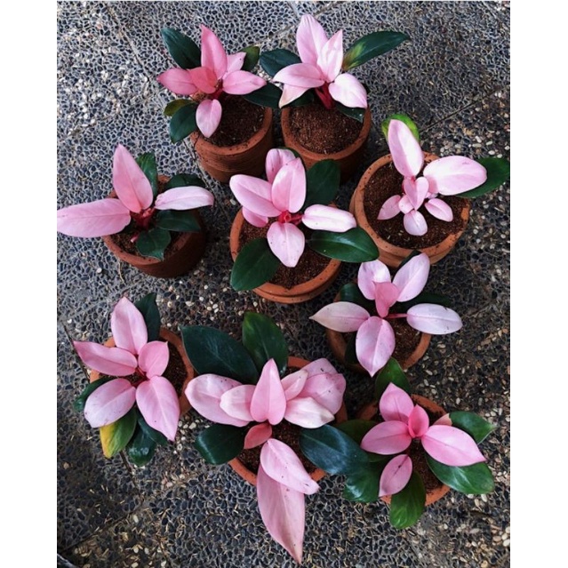 Jual philo pink congo - philo - philodendron congo pink - tanaman hias ...