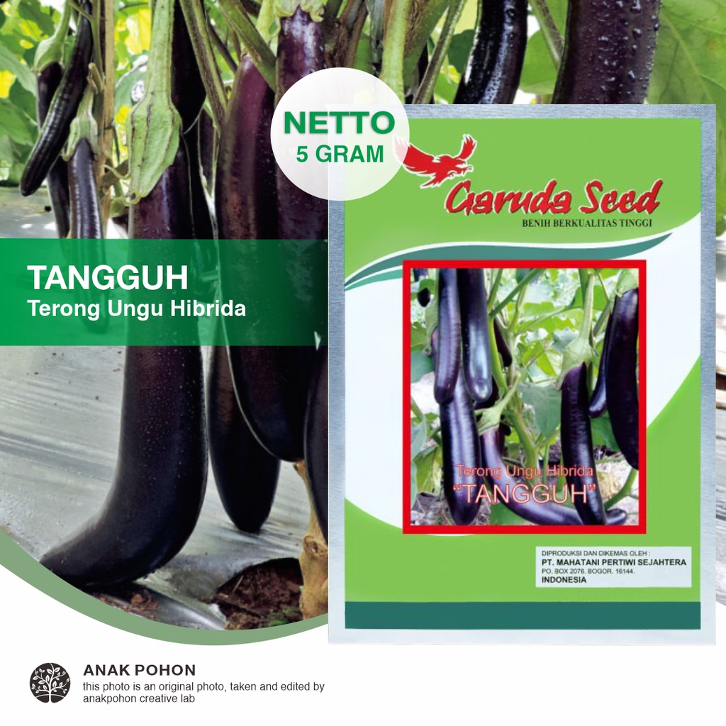 Jual (1 PACK) Benih Terong Ungu TANGGUH Hibrida Seeds - Garuda Seed - 5 GRAM | Shopee Indonesia