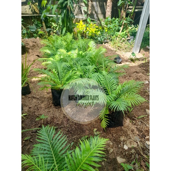 Jual {BISA COD} tanaman hias pakis jibum pakis jibung blechnum gibbung ...