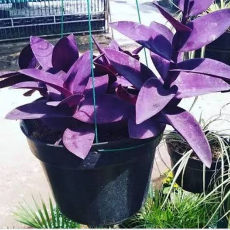 Jual Tanaman hias Tradescantia palida purple heart adam hawa ungu ...