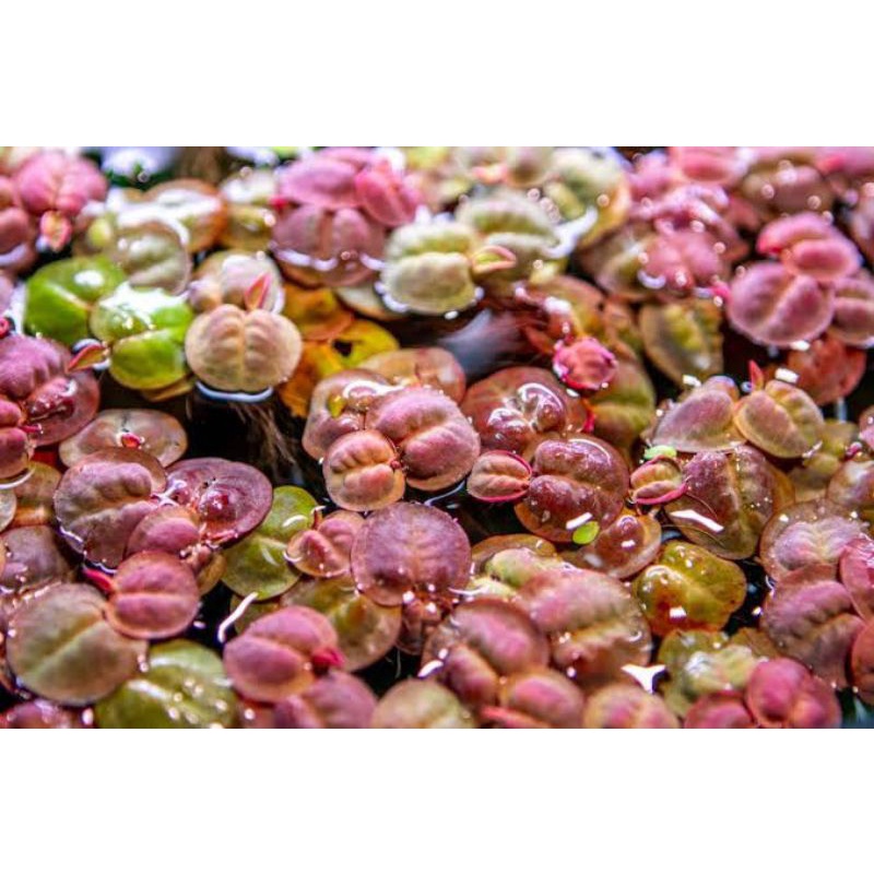 Jual Amazon Frogbit akar merah / RARE RED ROOT FLOATING PLANT ...