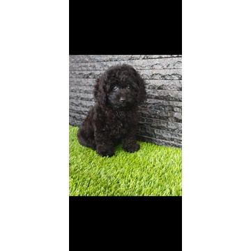 Jual black toy poodle | Shopee Indonesia