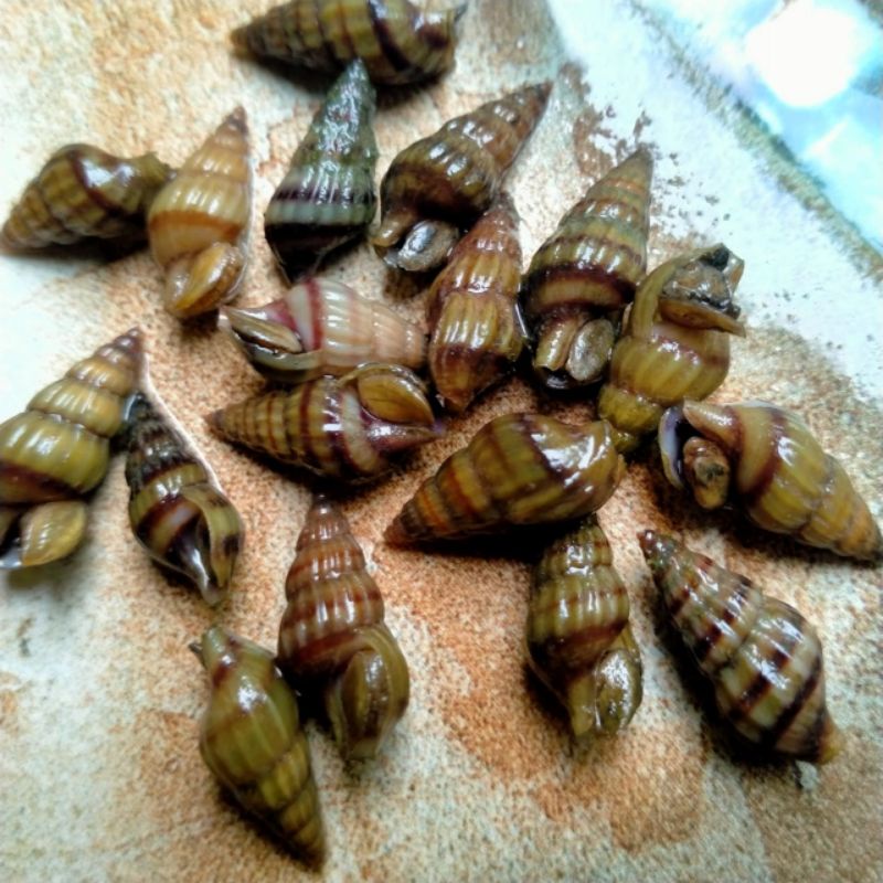 Jual asasin spesialis pembasmi keong hama(baca deskripsi). | Shopee ...