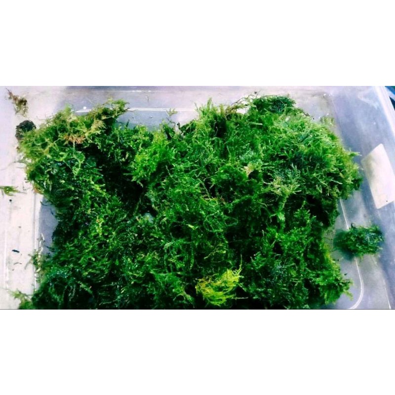 Jual Java moss 1kg | Shopee Indonesia