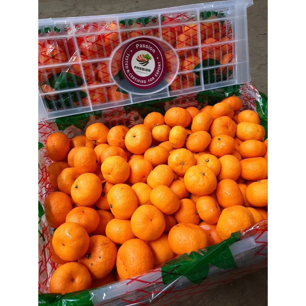 Jual Jeruk Shantang Botak Pack 950 - 1000gr | Shopee Indonesia