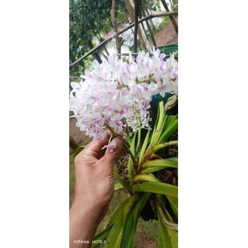 Jual ANGGREK PANDA PUTIH TANAMAN HIAS HiDuP | Shopee Indonesia