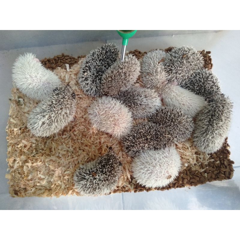 Jual landak mini anakan jenis albino,saltpaper,pinto,cinnamon,cinnicot ...