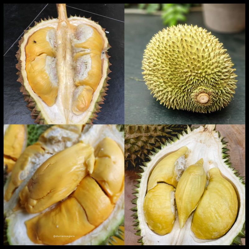 Jual Bibit Durian Chanee Batang Besar Siap Berbuah | Shopee Indonesia
