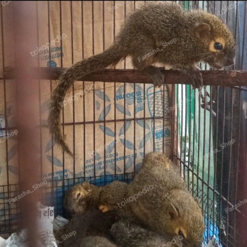 Jual Tupai Kelapa | Tupai Kekes | Bajing Kelapa | Sugar Gliderrr ...