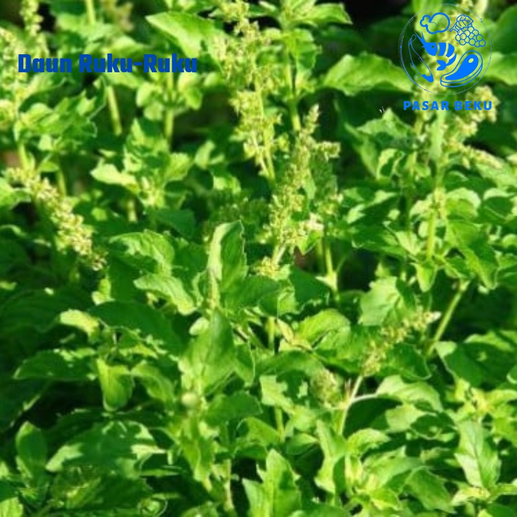 Jual Daun Ruku-Ruku Segar Per Ikat Pasar Beku Padang | Shopee Indonesia