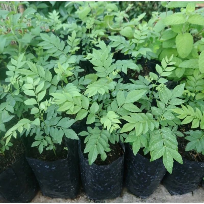 Jual Bibit daun Kari 25 cm, Salam koja Temurui Wild Curry leaves murah ...
