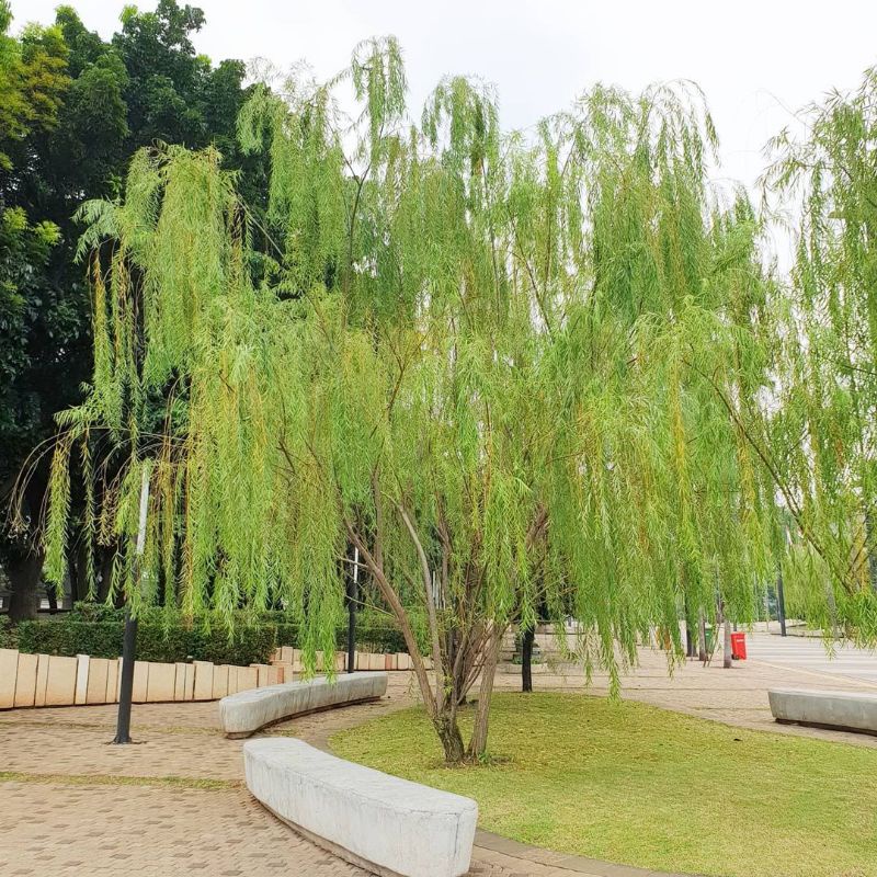 Jual pohon Liang Liu 3 mter // pohon janda merana 3 meter // Tanaman Hias Liang Liu 3 Meter ...