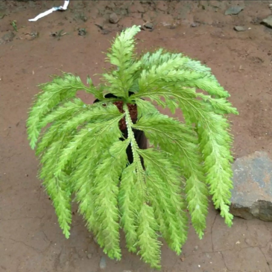 Jual Tanaman hias pakis hutan cantik - paku rane - ekor merak | Shopee ...