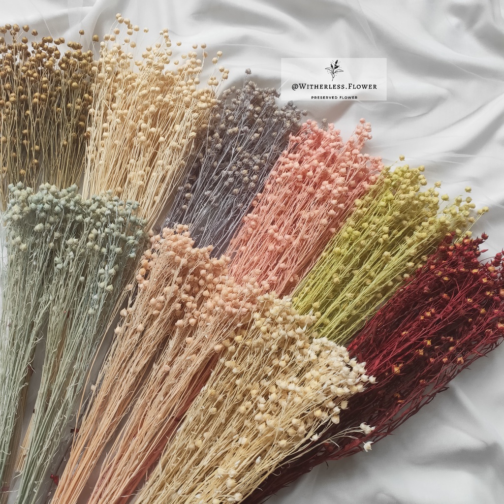 Jual 5 – 25 gr Preserved & Dried Lino Flower / Dried Flower Awetan ...