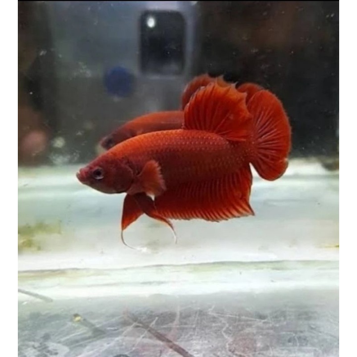 Jual Cupang bagan merah | Shopee Indonesia