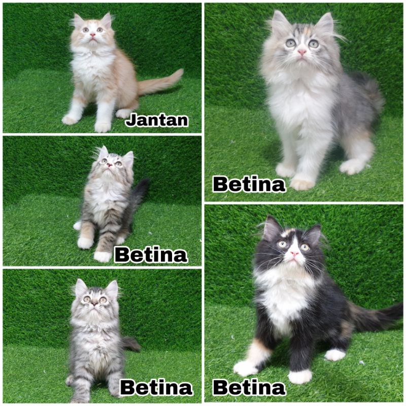 Jual Jual Anak kucing kitten himalaya perisa anggora angora gembul lucu ...