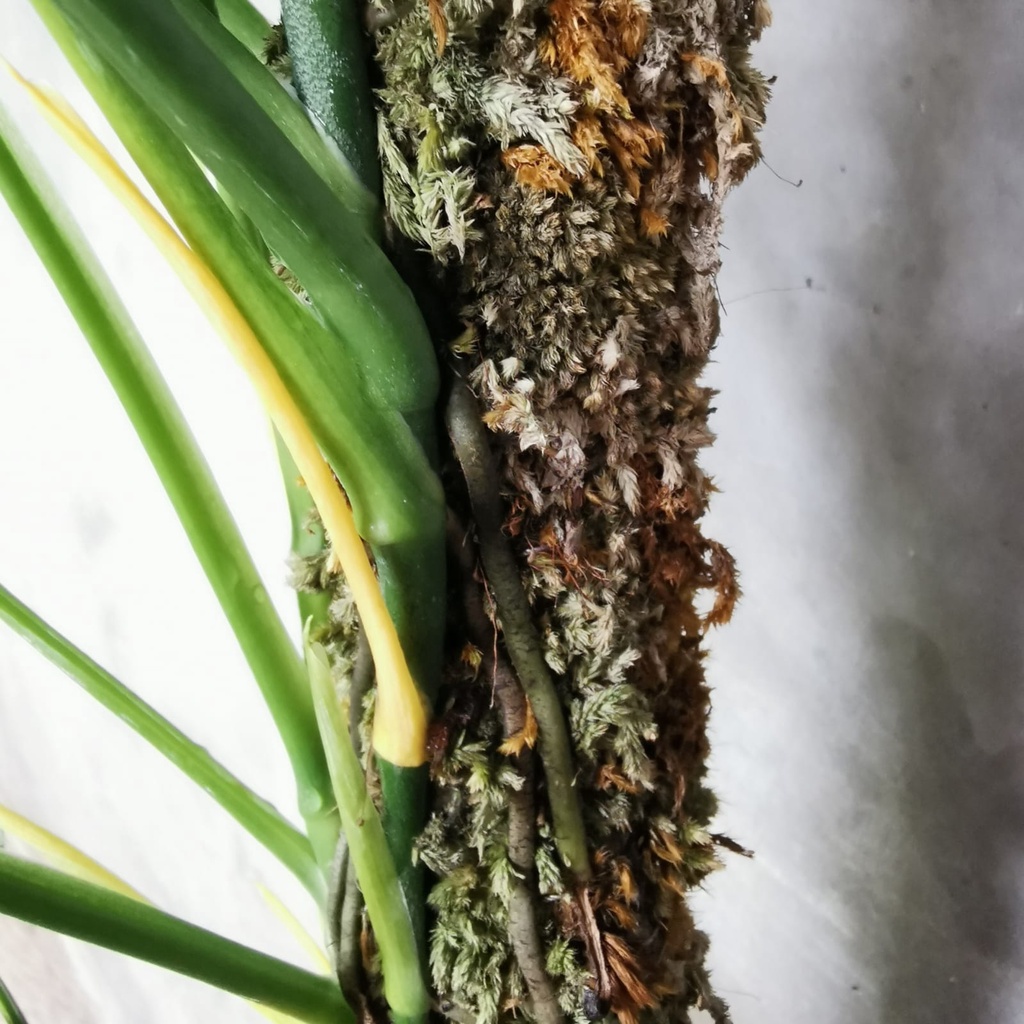 Jual Turus tanaman lumut hutan bisa disambung tinggi 60cm | Shopee ...