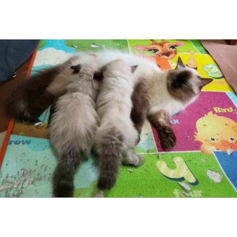Jual HIMALAYA RAGDOLL | Shopee Indonesia