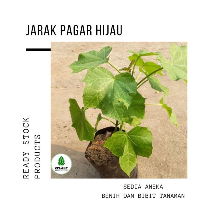 Jual Bibit Pohon Jarak Pagar - Tanaman Buah dan Daun Herbal CCC ...