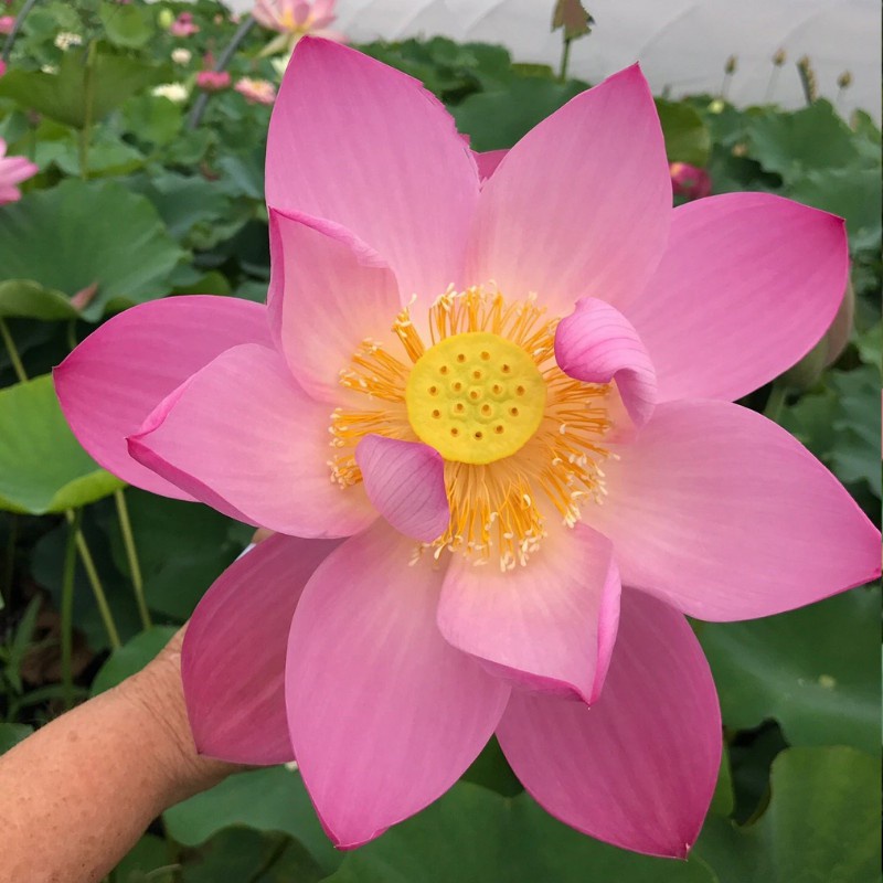 Jual Tanaman Hias Lotus Pink (nelumbo nucifera gaertn) pohon lotus ...