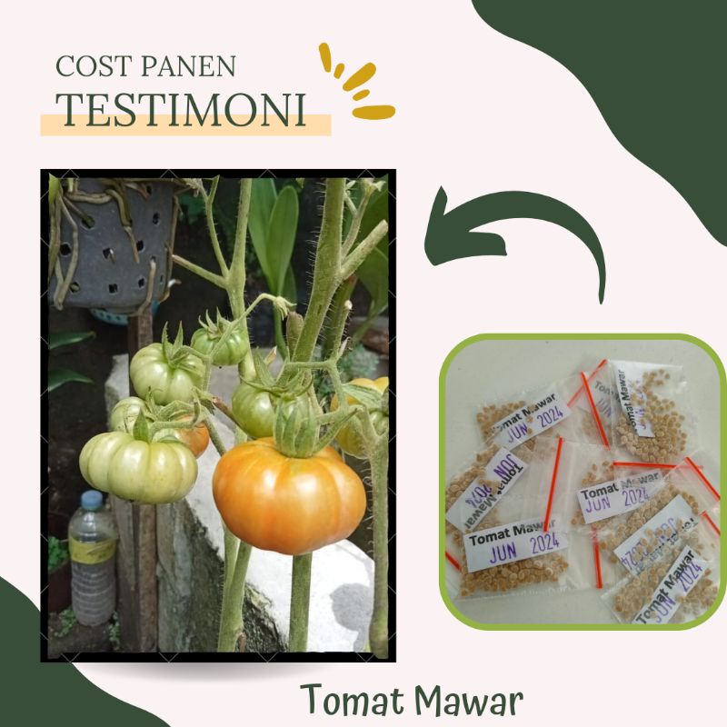 Jual BENIH TOMAT MAWAR BINTANG ASIA | Shopee Indonesia