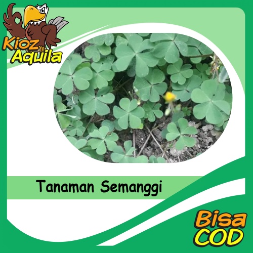 Jual Tanaman Semanggi segar Semanggi sawah bercabang daun 3 | Shopee ...