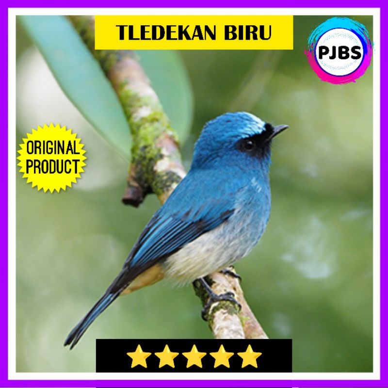 Jual BURUNG TLEDEKAN BIRU JANTAN bukan gunung laut | Shopee Indonesia