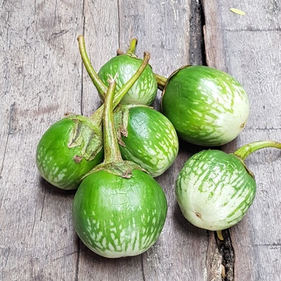 Jual Benih TERONG LALAB KENARI - Sayur Terong Lalap Bulat Hijau - Thai ...