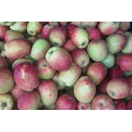 Jual Buah Apel Anna apel khas malang apel ana 1 kg fresh petik dari ...