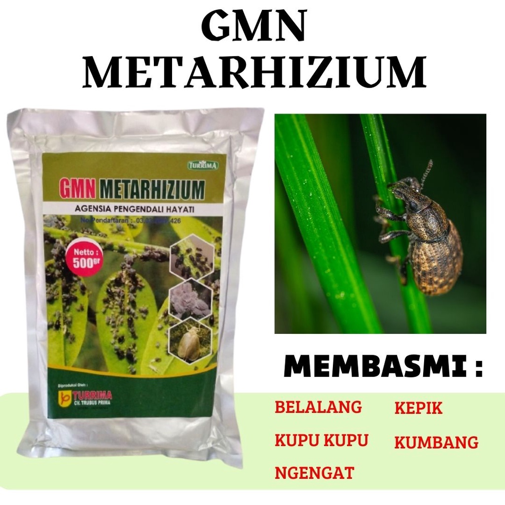 Jual Obat Ulat Penggulung Daun Pada Pisang, Metarhizium 500 GR ...