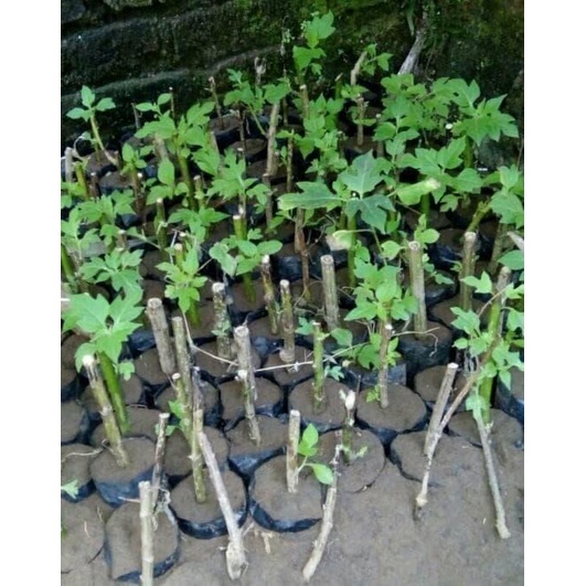 Jual Bibit Stek Batang Daun Insulin -tanaman herbal diabetes-diabetes ...