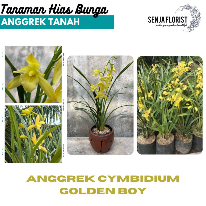 Jual Tanaman Hias Bunga ANGGREK CYMBIDIUM GOLDEN BOY - Kondisi Spike ...
