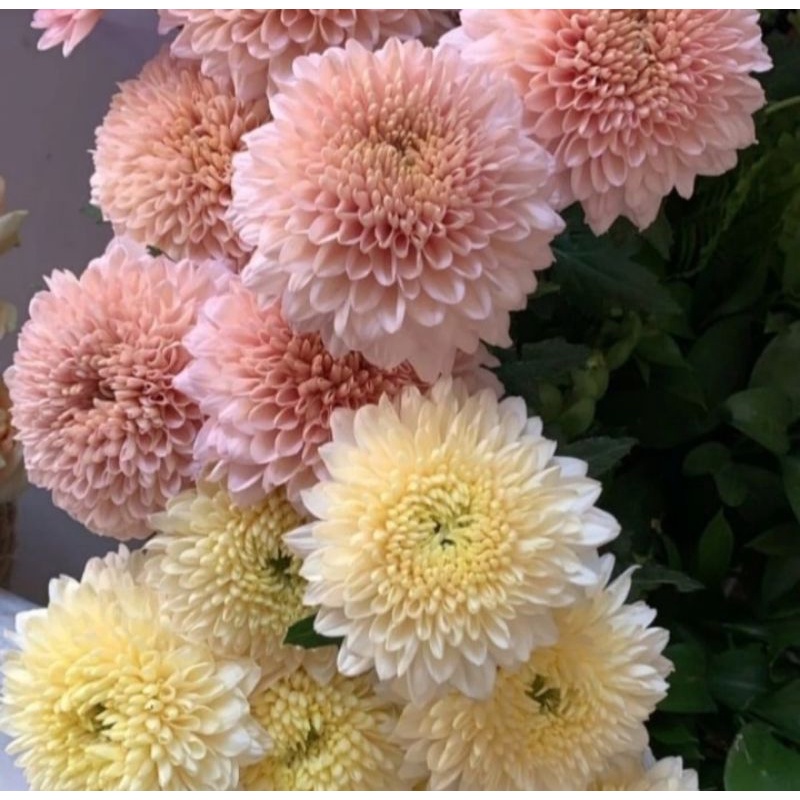 Jual Bunga gompie fresh isi 10 batang | Shopee Indonesia