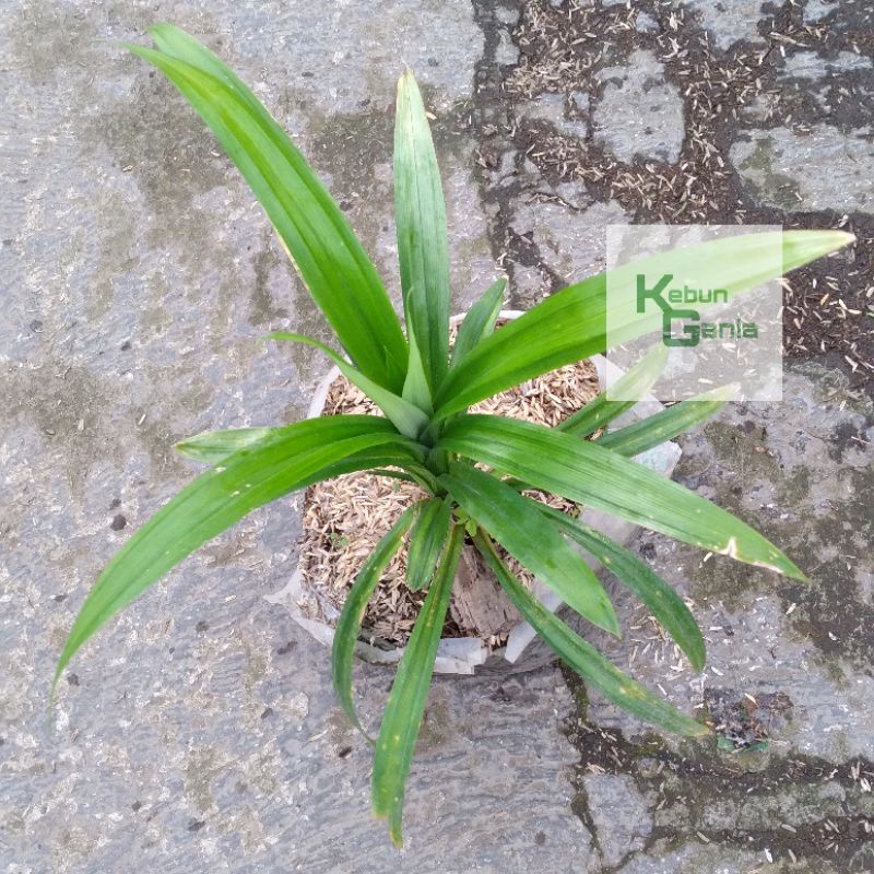 Jual pohon pandan wangi | Shopee Indonesia