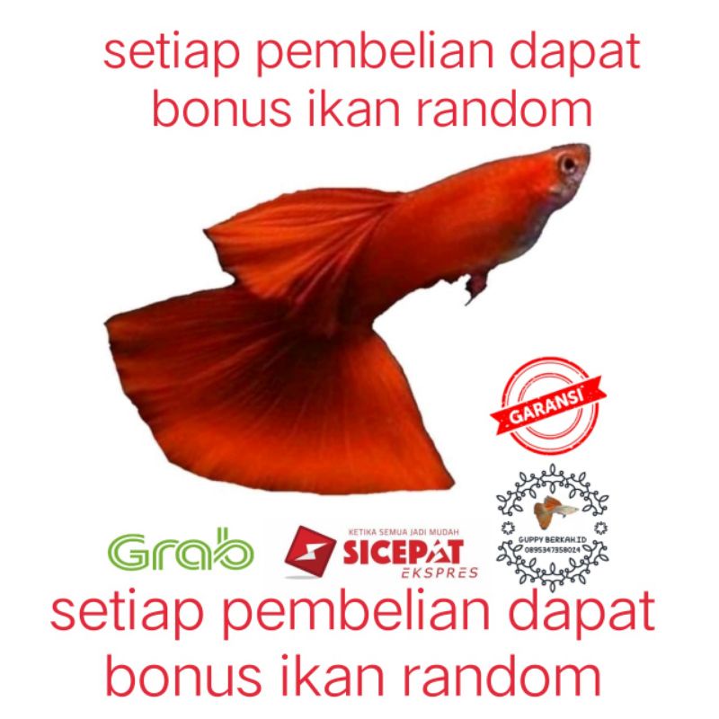 Jual packing styrofoam ( ikan guppy albino full red ) | Shopee Indonesia